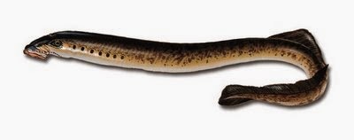 Lamprea ~ EL SAUCE seafood