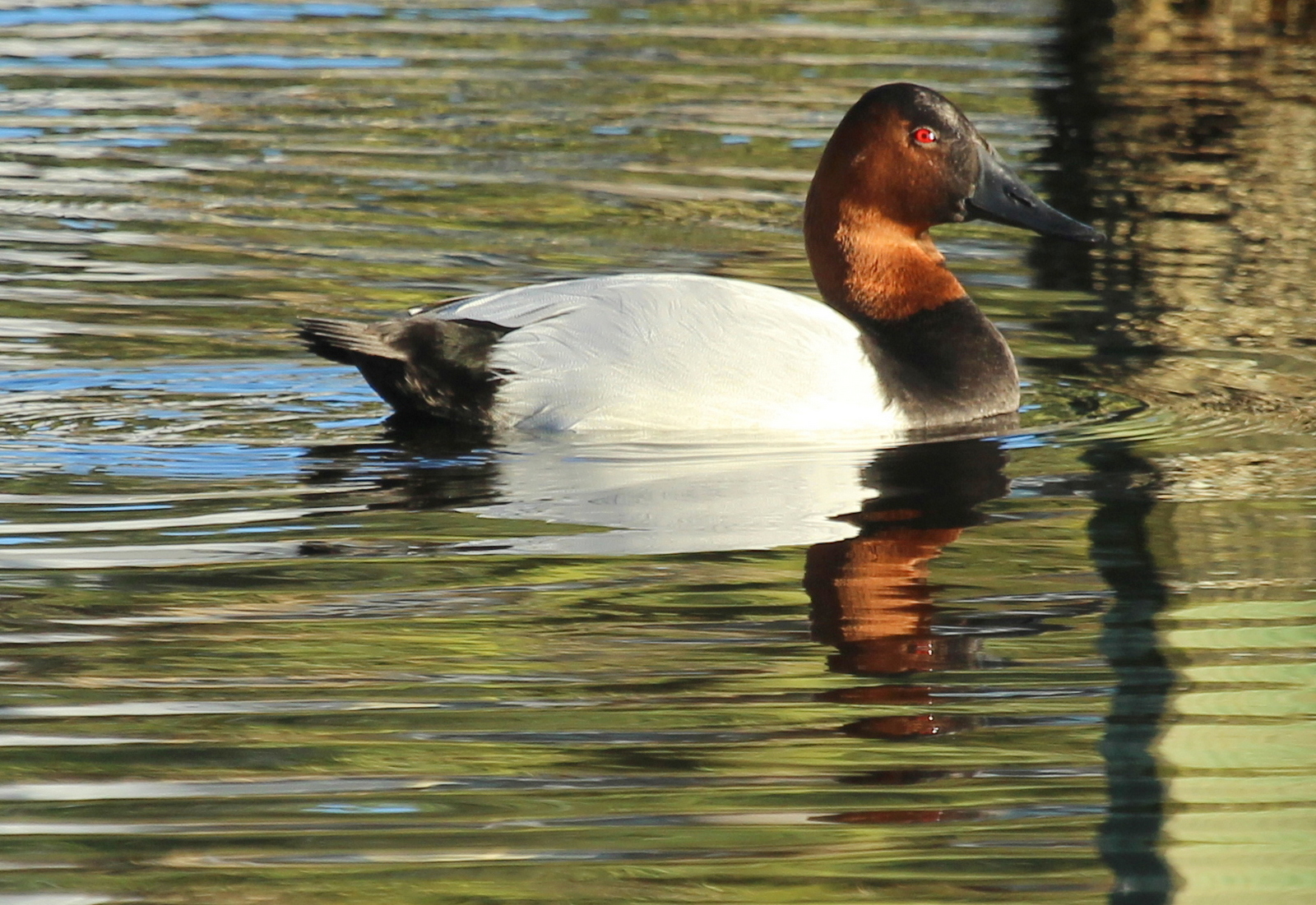 Beth's Blog: Canvasback and Friends -- the Last of the Canvasback
