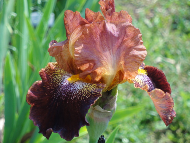 Live to Garden: Tall Bearded Iris Show: Part 3