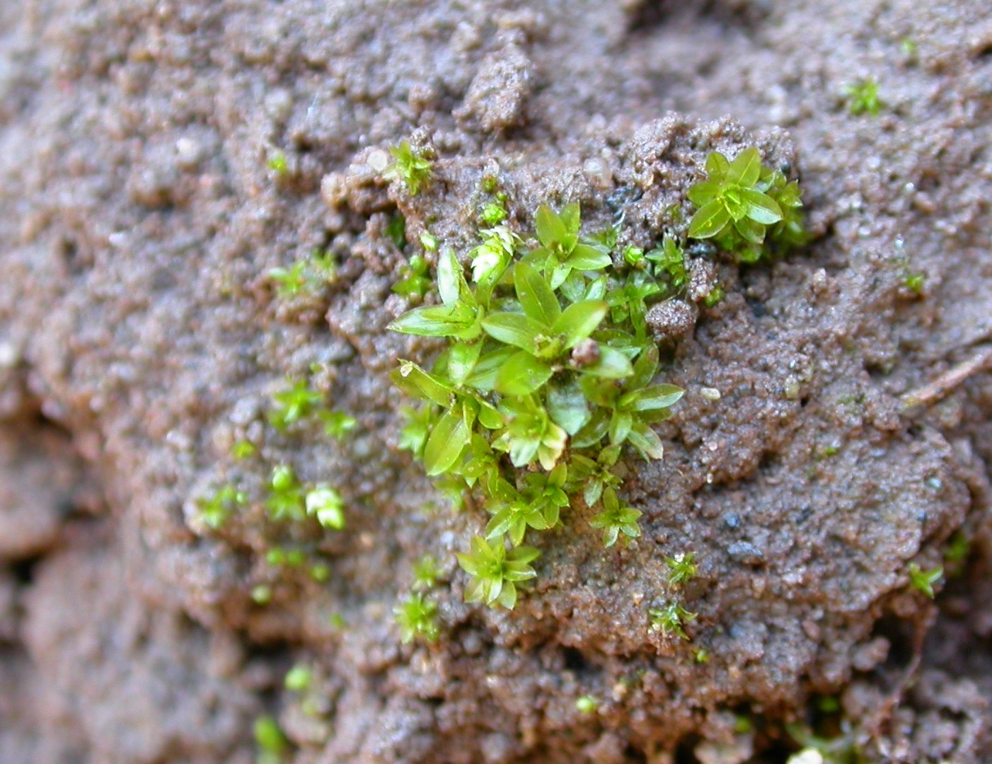 South Wales Bryophytes: A few bits and bobs from the Usk