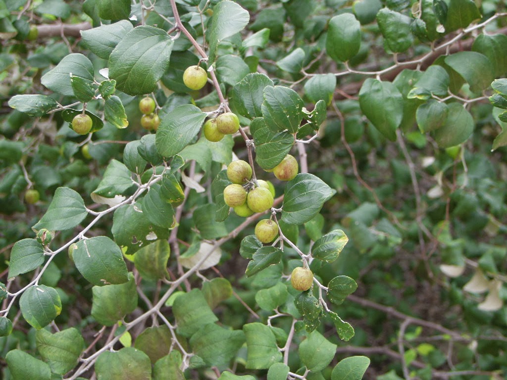 فوائد السدرziziphus ~ wikipedia/bio/naturelle