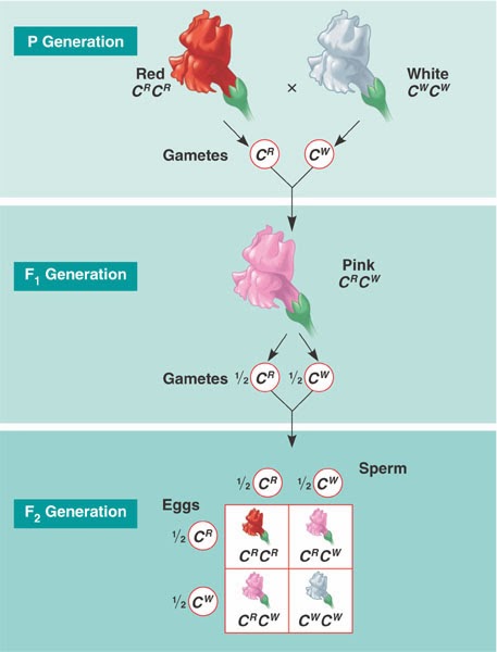 Blake's Honors Biology Blog: Special Genetics & Pedigrees