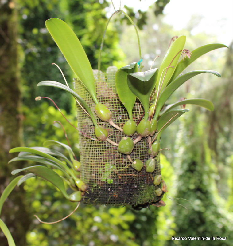 Ricardo's Blog, : Bulbophyllum lepidum