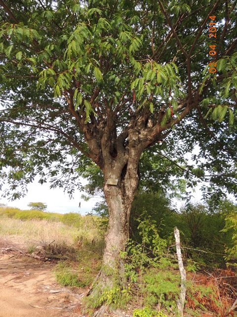 NATUREZA EM FOTOS: FLORA NORDESTINA: ANGICO VERMELHO