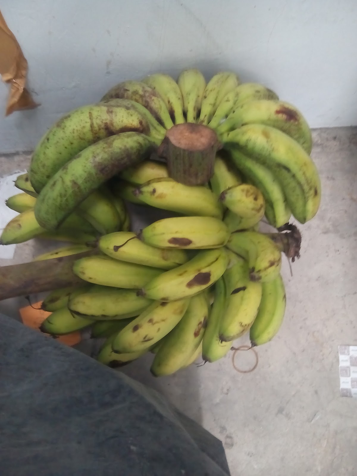 KONTAK - JUAL BIBIT PISANG BARANGAN DI MEDAN 0853-6185-5327/ 0813 9695 2013