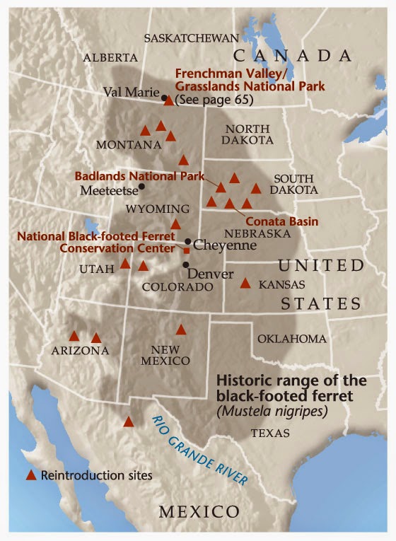 BIO 227:2: Black-Footed Ferret Recovery Plan