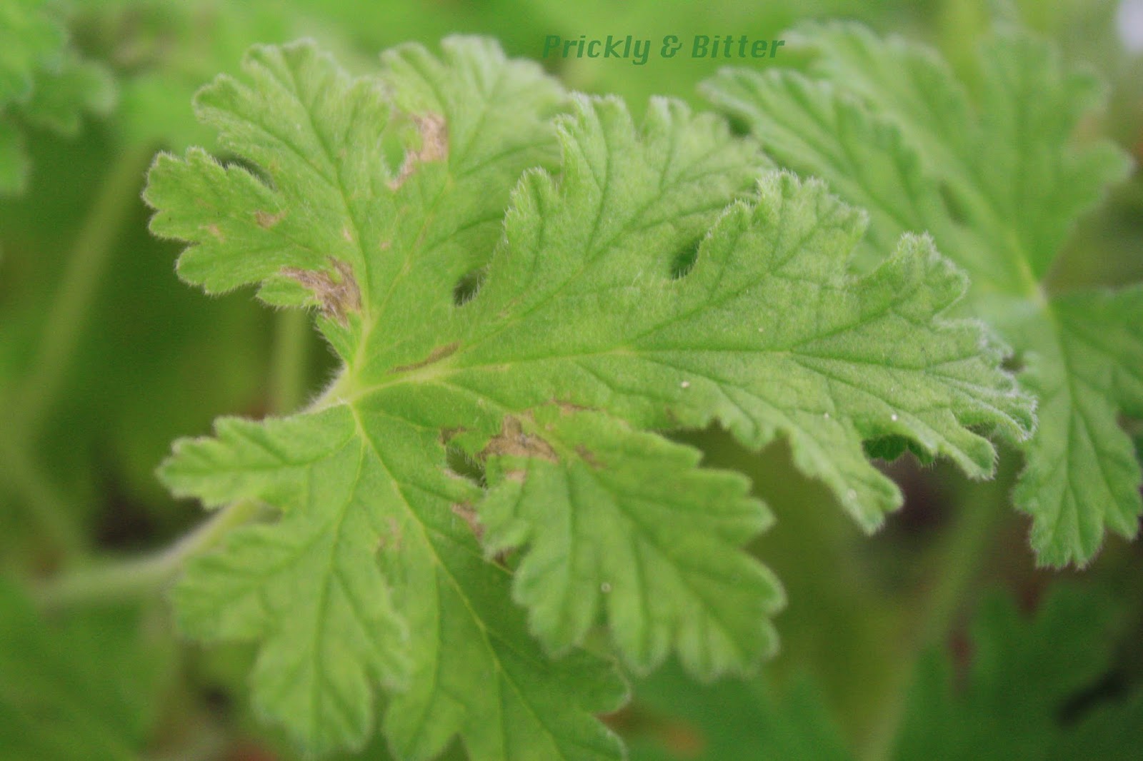 Prickly and Bitter: Three geraniums for your Sunday