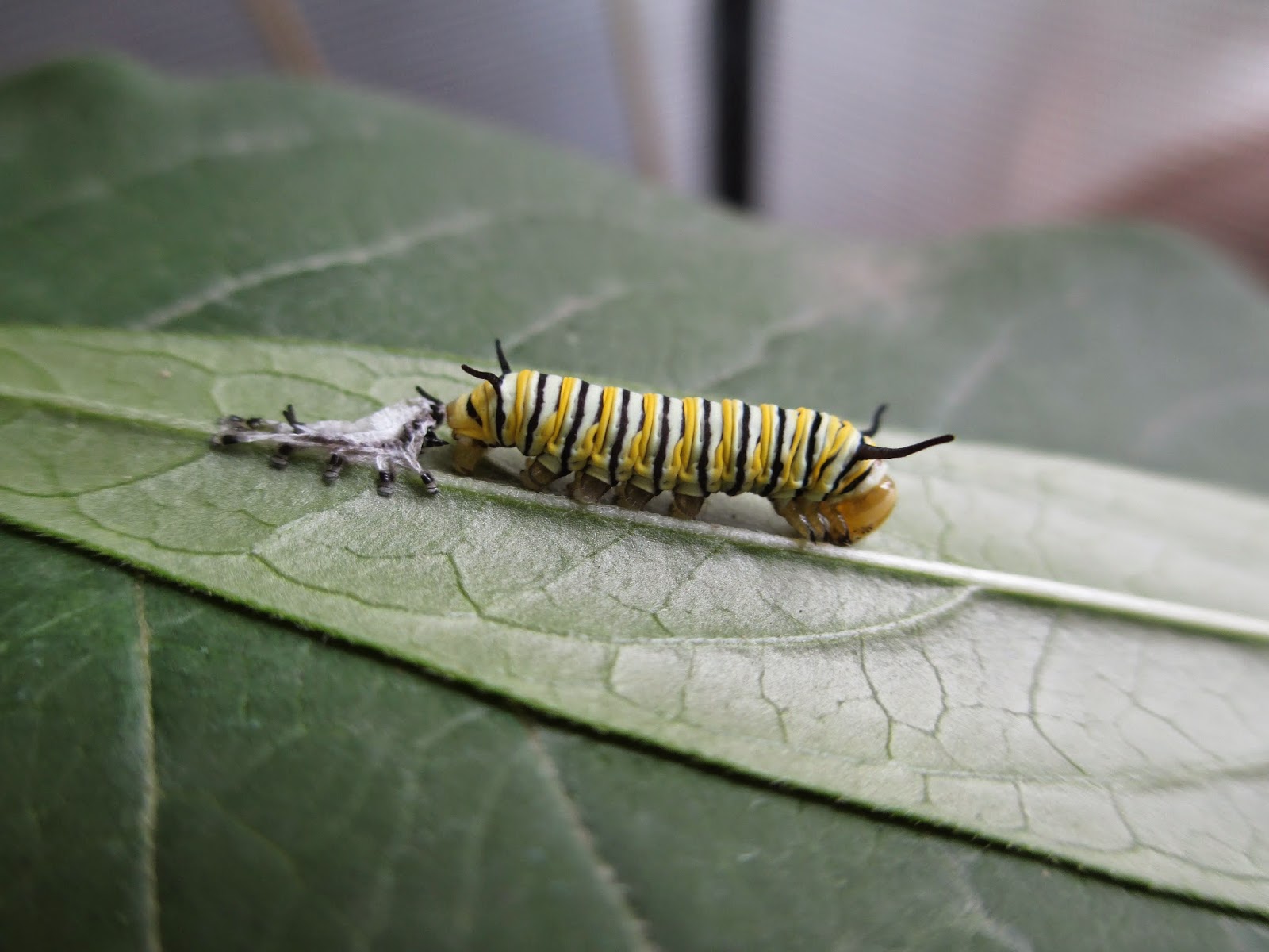 Nodding Onion Gardens: Helping Our Flying Flowers, a Mission for ...