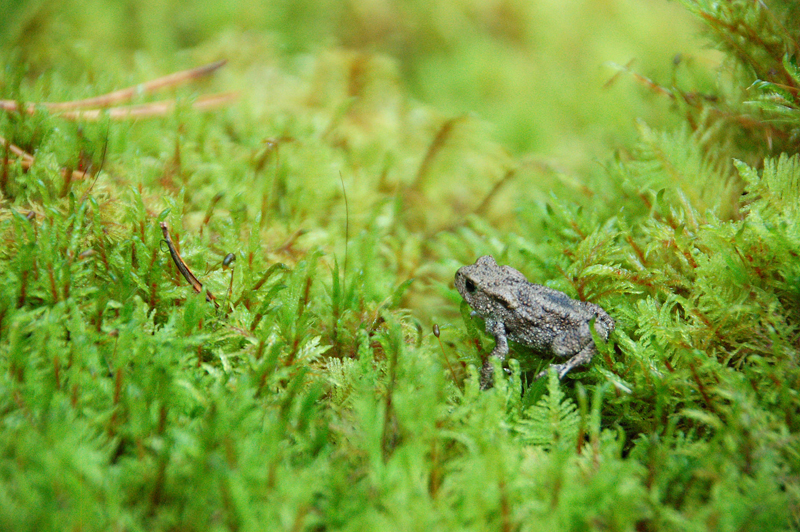 Fotoring: Loomad, linnud, putukad vol. 4