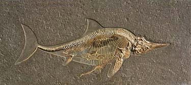 Prehistoric Beast of the Week: Stenopterygius: Prehistoric Animal of ...