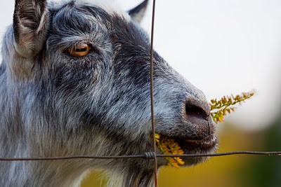 Nature remains.: Buckeye Birds