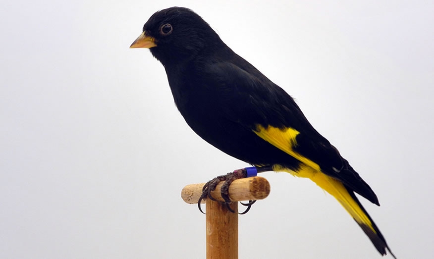 Pintassilgo, Tarin américain, Amerikaanse sijzen, Amerikanische zeisige ...