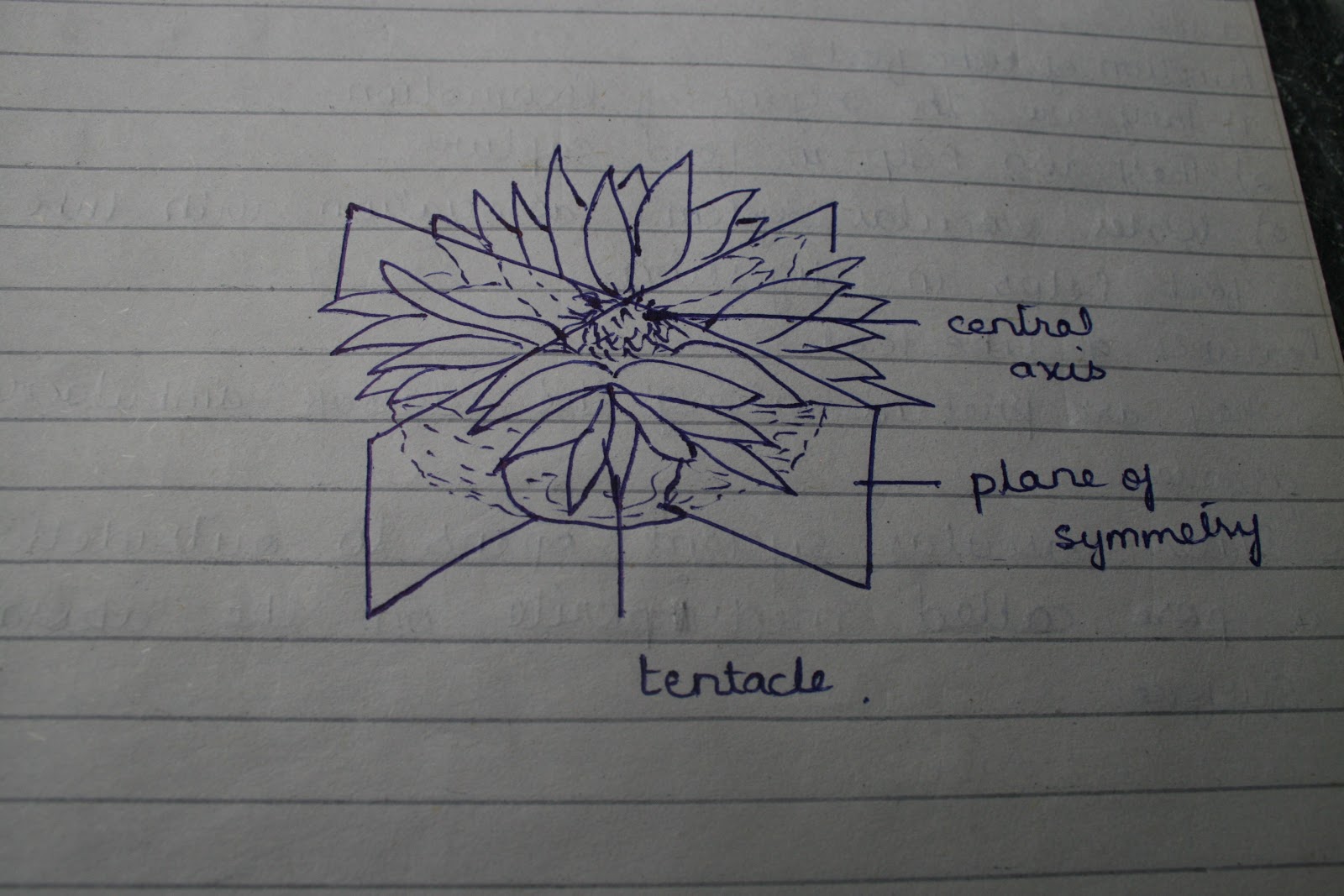 Isolated System: Bilateral and Radial Symmetry Diagram.