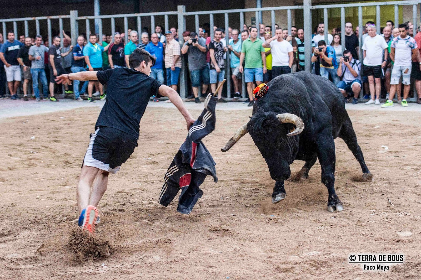 TARDE DE TOROS CERRILES EN LA POBLA TORNESA