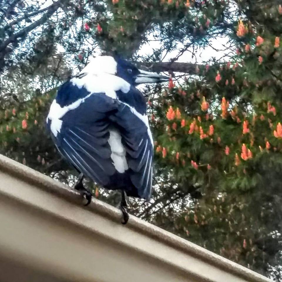 a house in the hills: Loving Spring