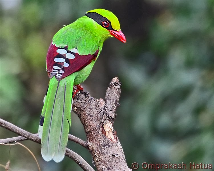 Indian Birds Photography: [BirdPhotoIndia] Common Green Magpie
