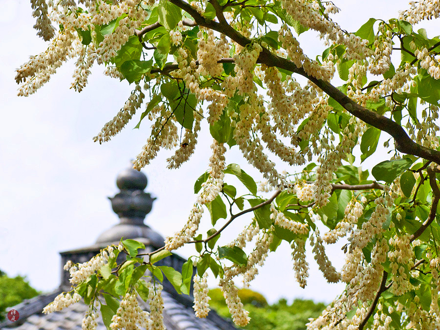 FROM THE GARDEN OF ZEN: Hakuunboku (Styrax obassia) flowers in Jochi-ji