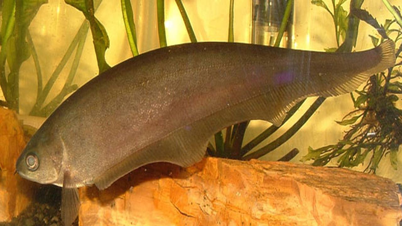 Black Ghost Ikan Hias Air Tawar Pemalu Penghasil Listrik | Nama, Gambar ...