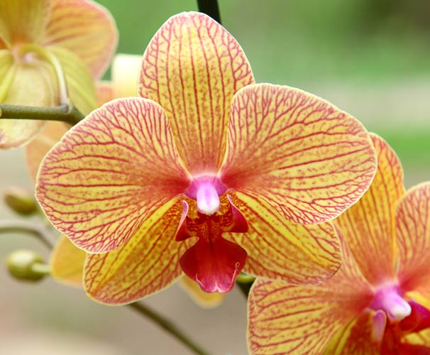 Best Flower's Care: ORCHIDACEAE
