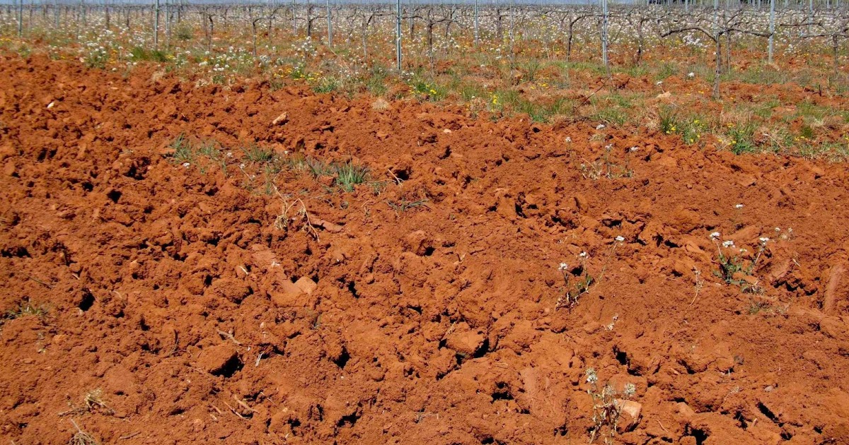 El suelo y tipos de suelo: Suelos calizos