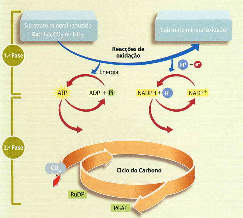 BIOLU: QUIMIOSSÍNTESE