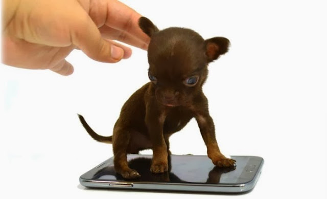 Miracle Milly: World's Smallest Dog - Stunning Interesting Facts