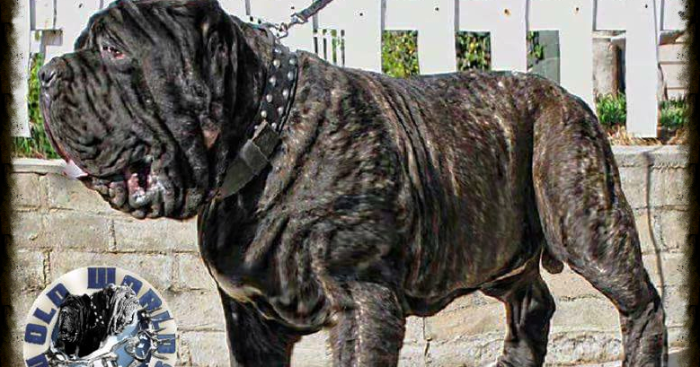 Dogs Centre : The American Molossus
