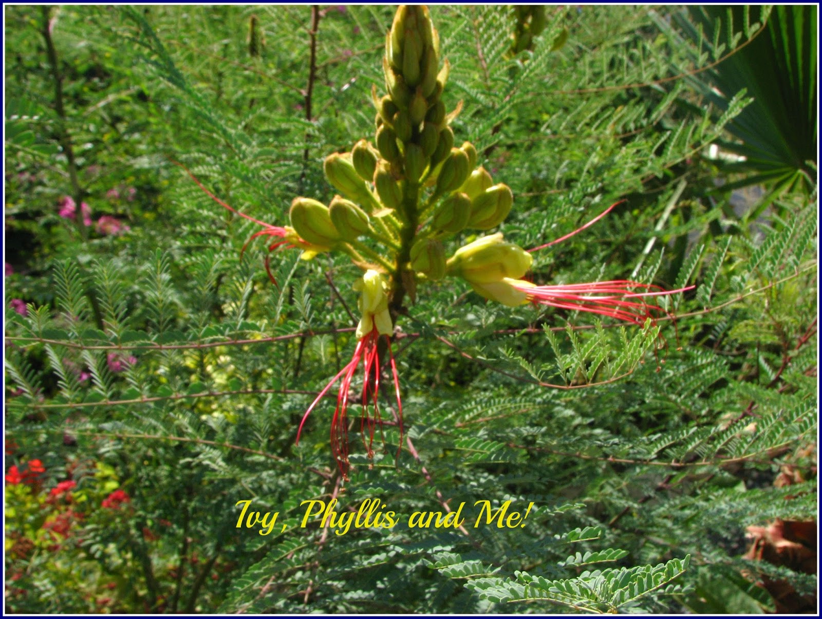 Ivy, Phyllis and Me!: FLOWERS FROM THE ISLAND OF CYPRUS