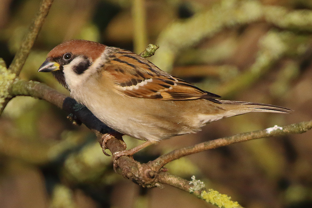 CAMBRIDGESHIRE BIRD CLUB GALLERY: Tree Sparrow