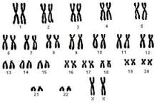 Cariotipo Humano Femenino