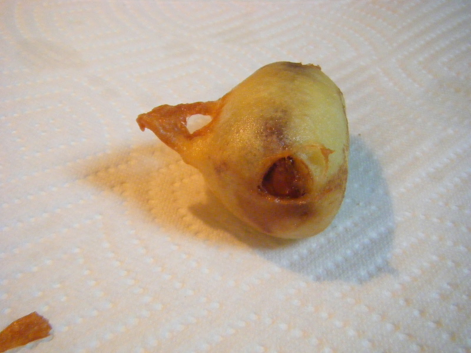 Kapora's Journey: Fried Candy Bars, Batter fried Chocolate Cheese, and ...