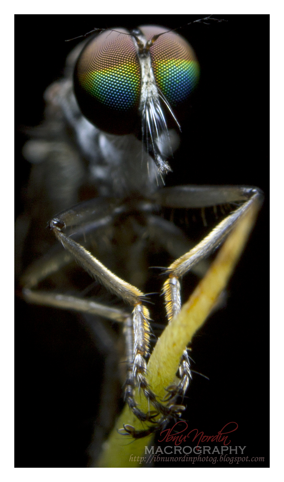 My Art: Robber Fly @ Asilidae