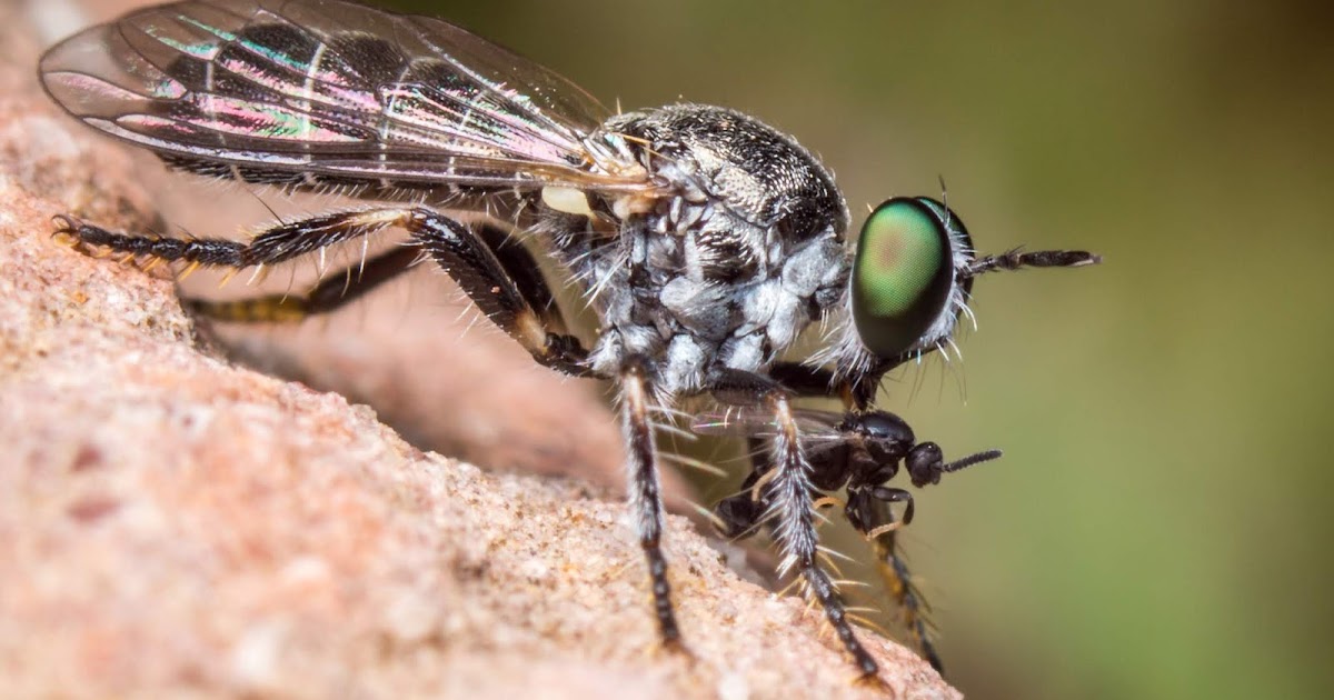 CEJA | Fotografía: Mosca Asesina - Robber Fly (Asilidae)