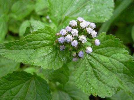 FLORA INDONESIA (Botanical Survival): Bandotan (Ageratum conyzoides L.)