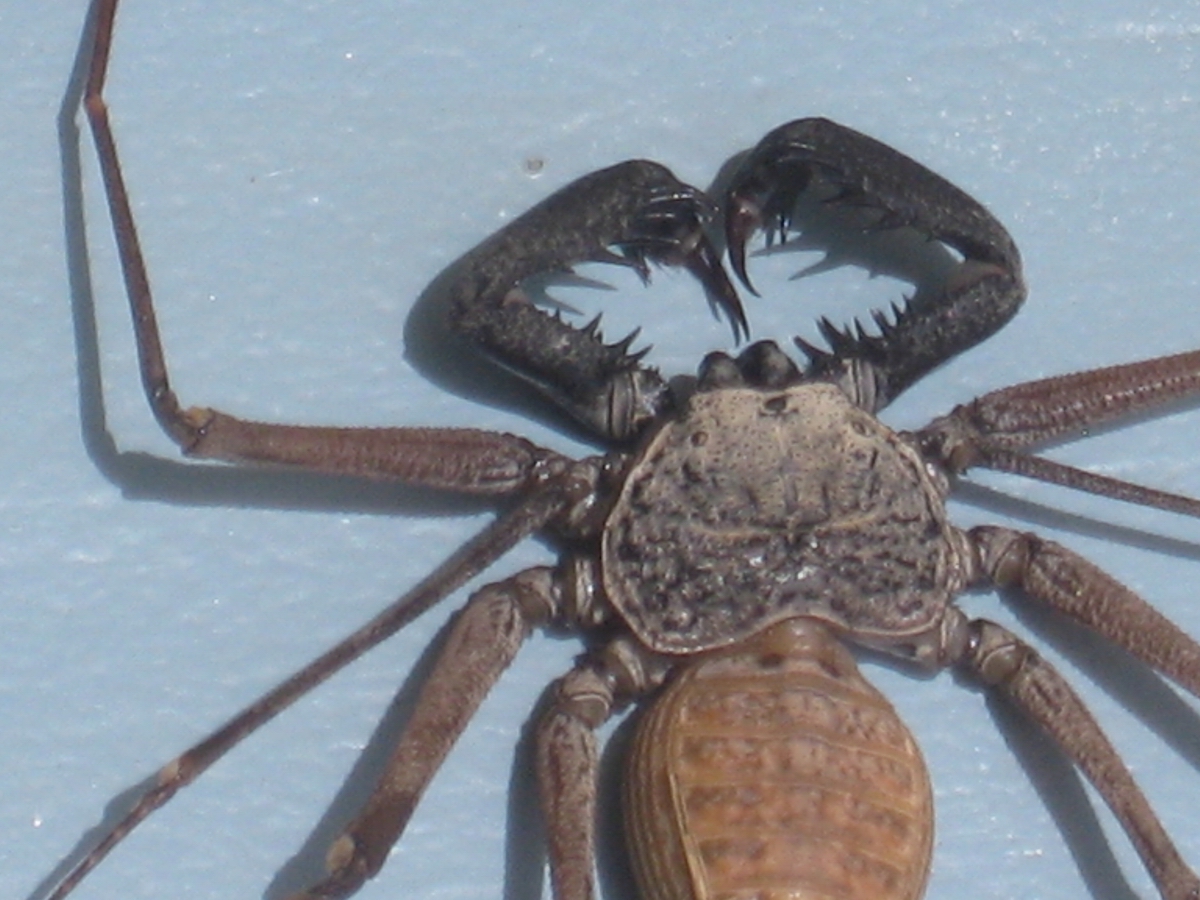 Hiking Curaçao - Flora and Fauna: Grottenspin - Cave Spider