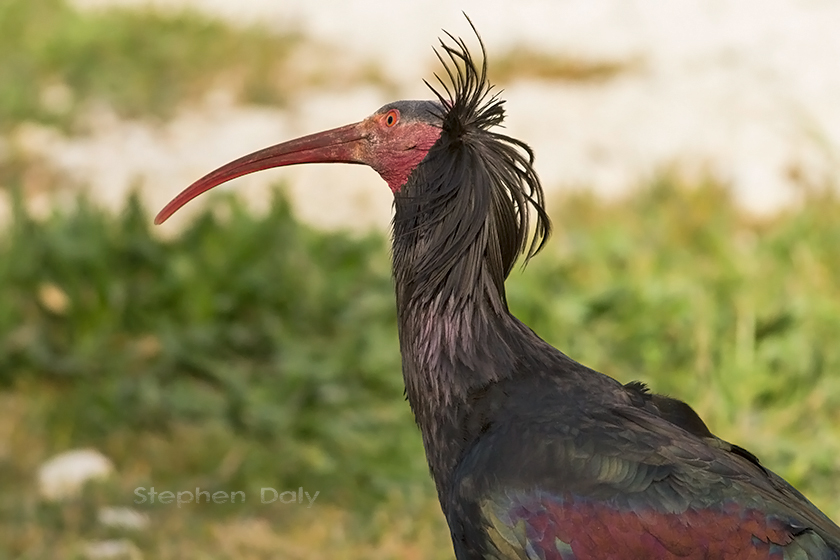 Migration across to Europe | Focusing on Wildlife