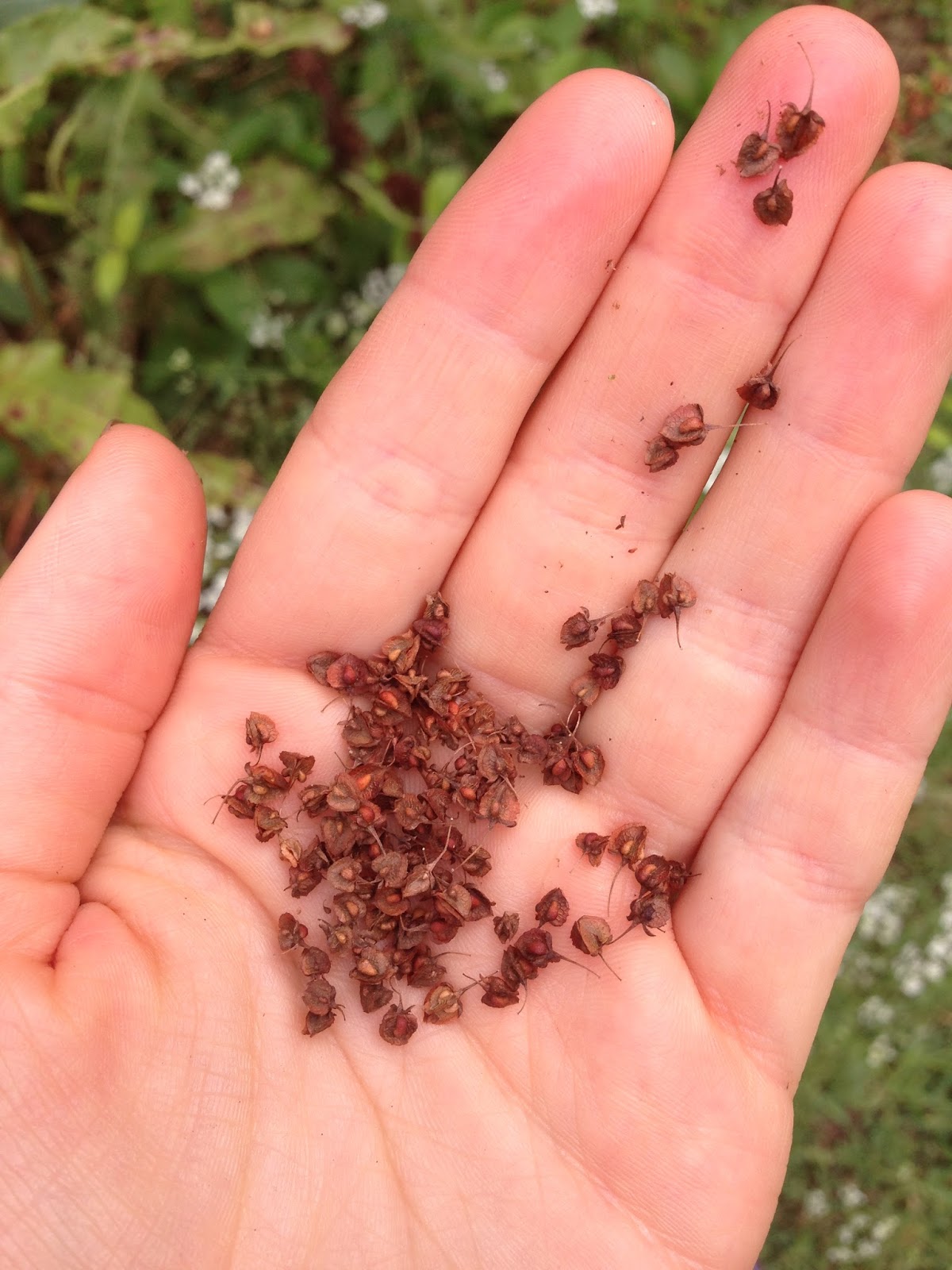 The Sparrow Chef: Wild Food Recipes: Yellow Dock Bread