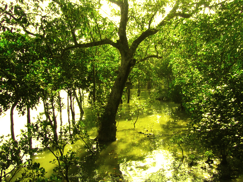 Natural Resource: Sundarbans - Bangladeshi Natural Resource Selected as ...