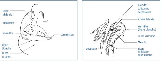 Carcinomes des lèvres | Mes Respects Les Plus Distingue
