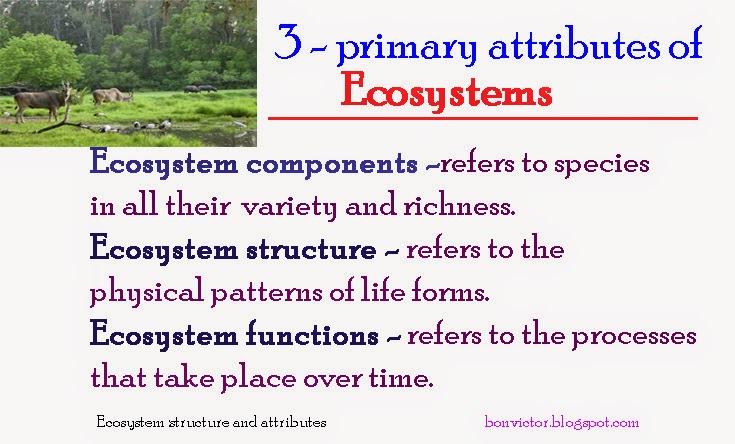 bonvictor.blogspot.com: Ecosystem : structure and attributes
