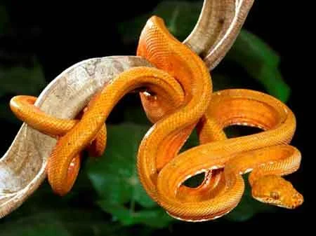Amazing Colorful Snakes - Most Beautiful Snakes of the World | Most ...