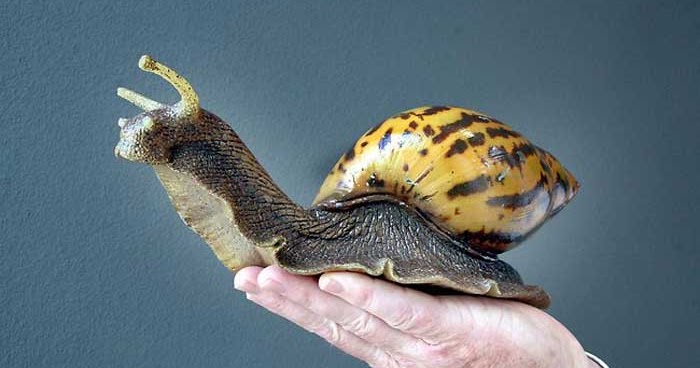 Largest Snail In The World | Interesting Facts