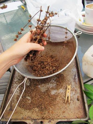 Eudlo Seed Savers Group: How to Grow, Harvest & Save Basil Seeds