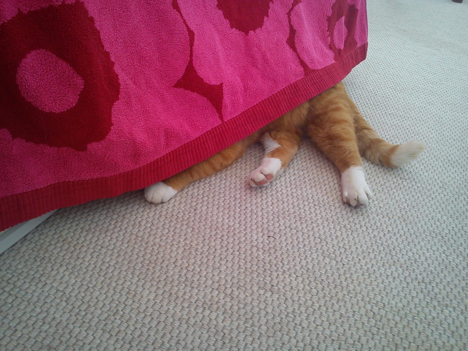 Kitchen of Kiki: Hannibal the Cat turns 5 year old