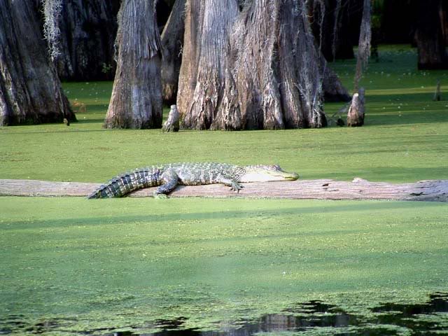 Dancing With Angels: FRIDAY AT CADDO LAKE
