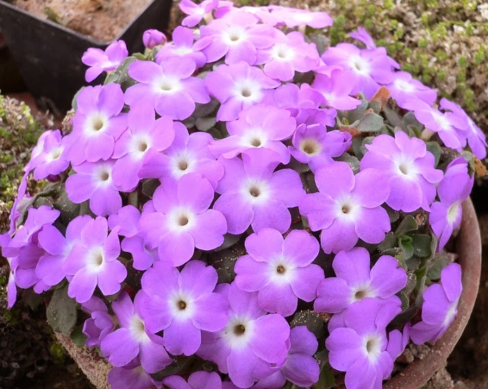 Mark's Inspiring Plants: Primula allionii