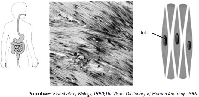 Pengertian dan Fungsi Otot beserta Macam-macam Jenis Otot dilengkapi ...