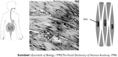 Pengertian dan Fungsi Otot beserta Macam-macam Jenis Otot dilengkapi ...