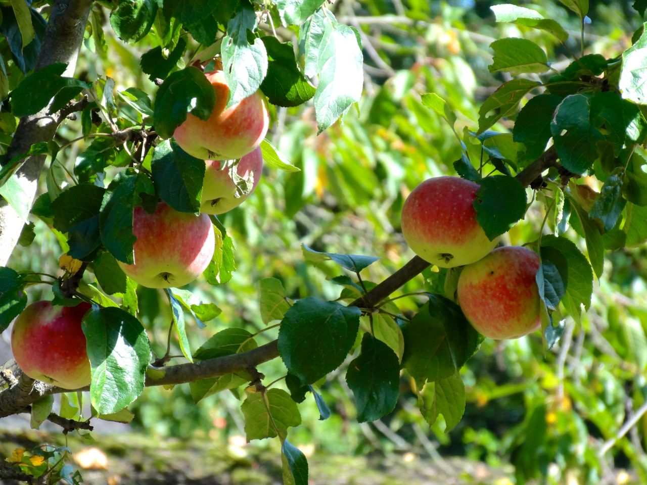 Frische Brise: Äpfel selber ernten