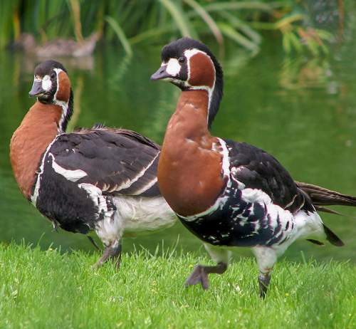 Red-breasted goose images | Birds of India | Bird World